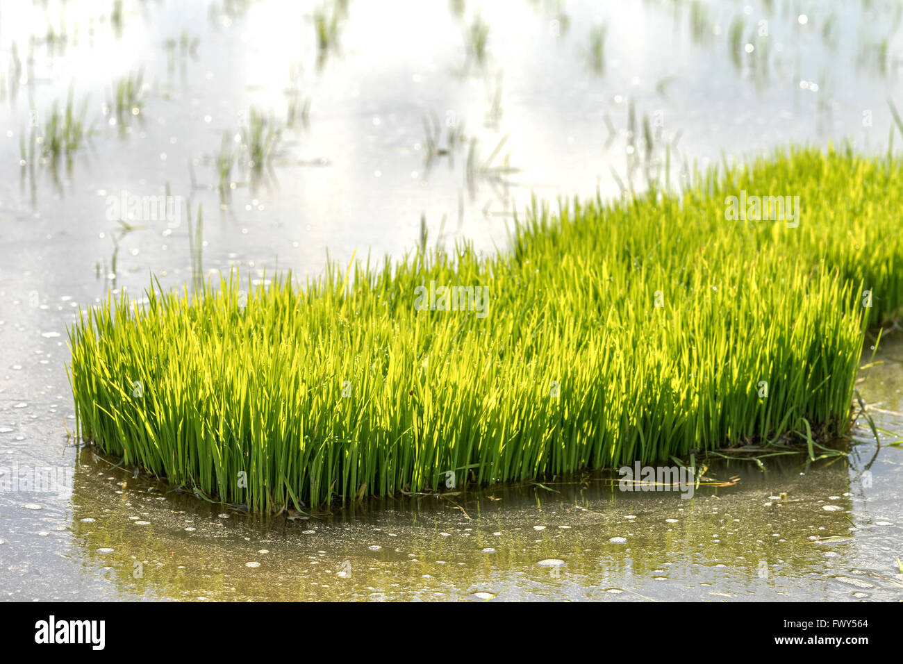 Paddy transplantation hi-res stock photography and images - Alamy