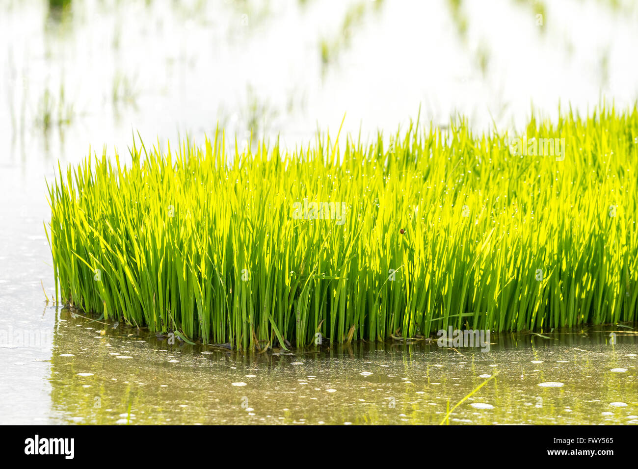 Paddy transplantation hi-res stock photography and images - Alamy