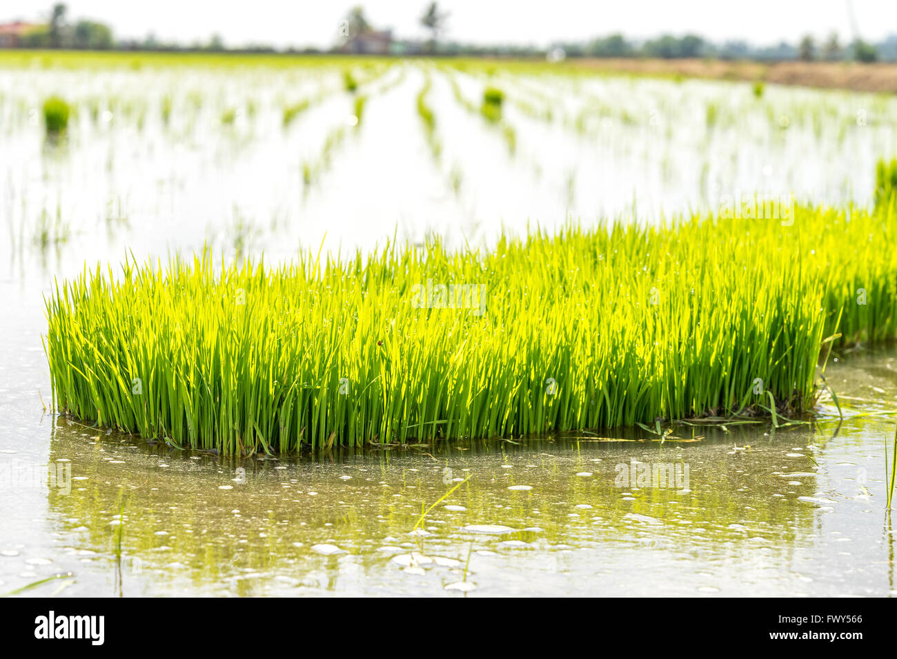 Paddy transplantation hi-res stock photography and images - Alamy