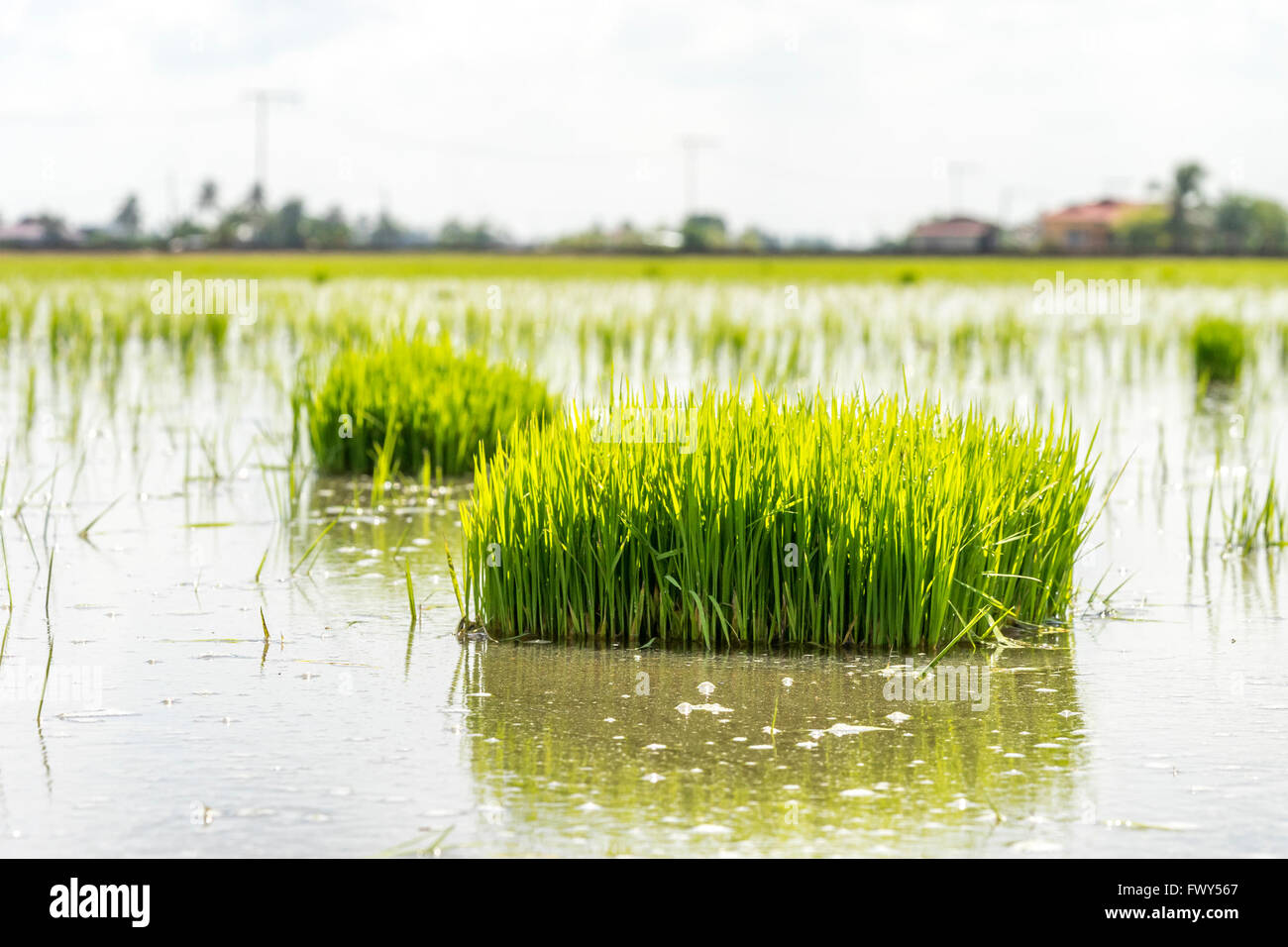 Paddy transplantation hi-res stock photography and images - Alamy