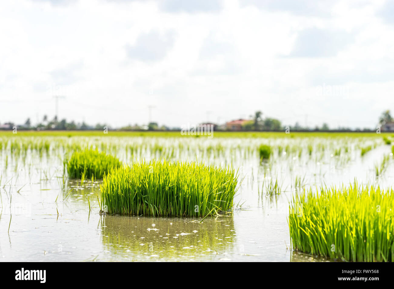 Paddy transplantation hi-res stock photography and images - Alamy