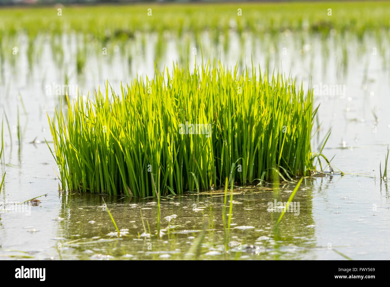 Paddy sprouts prepare for transplantation on paddy field Stock Photo ...