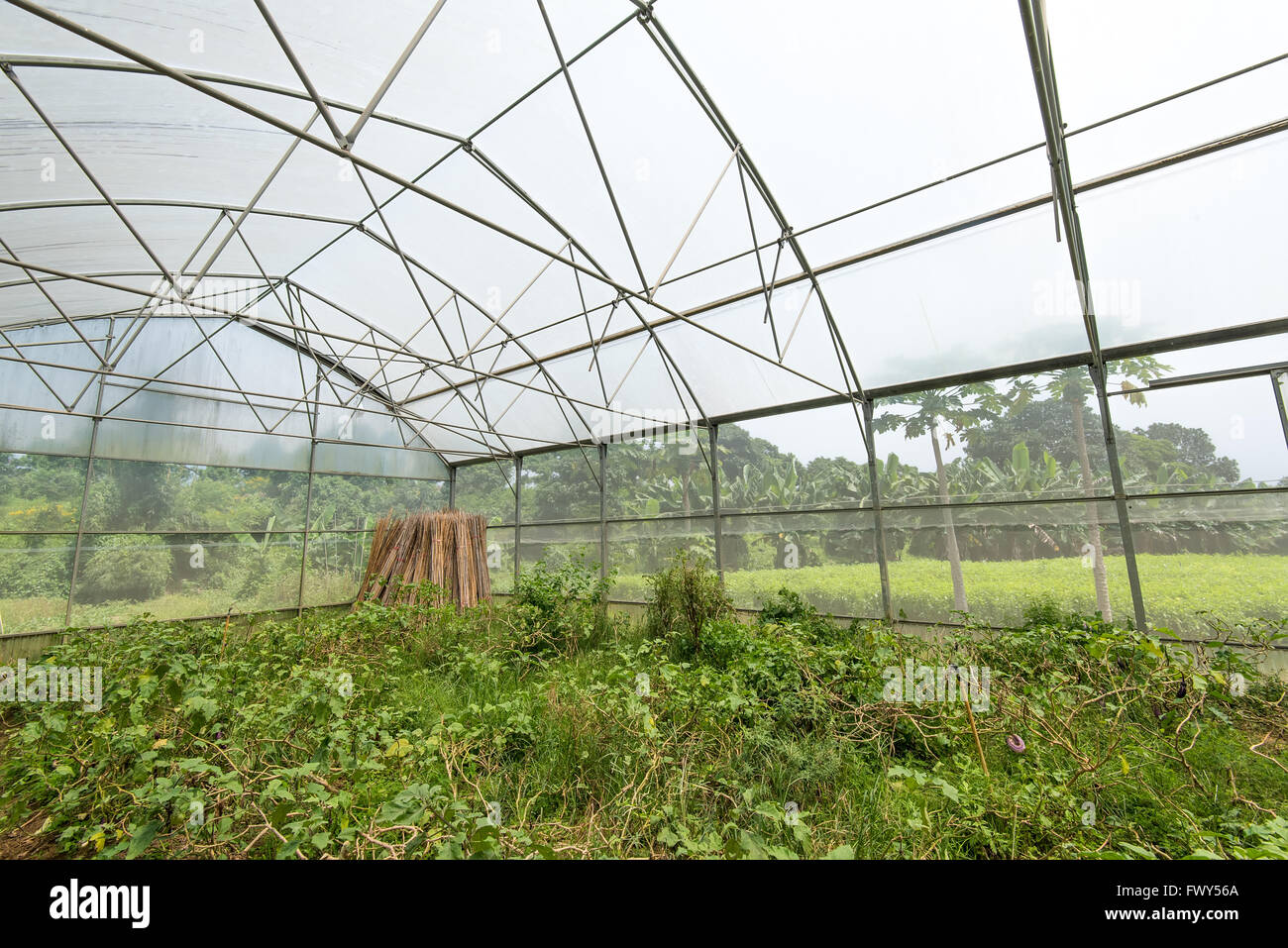 Hydroponic farm hi-res stock photography and images - Alamy