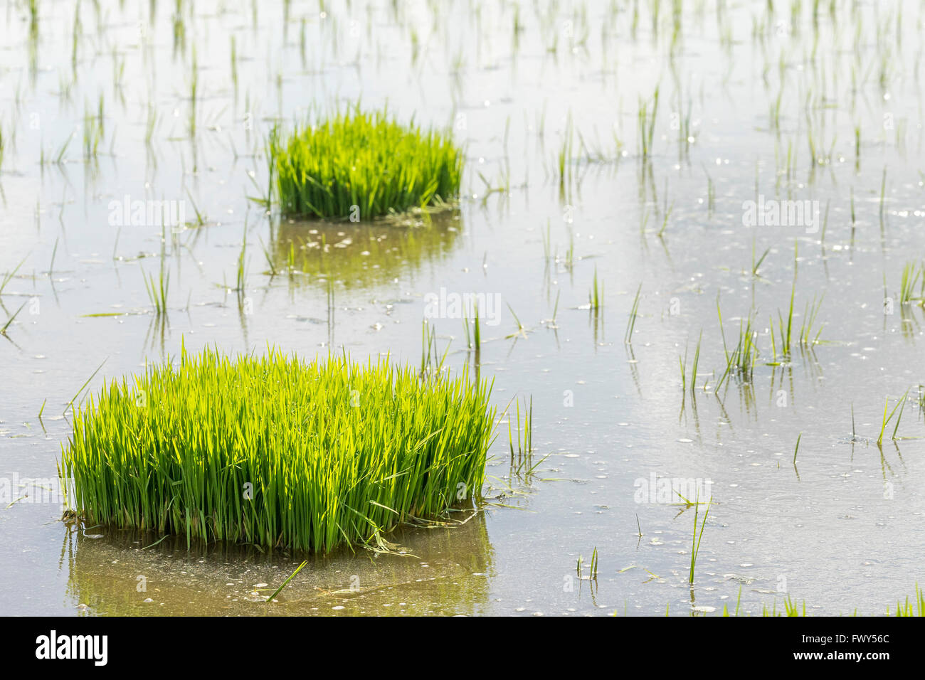 Paddy transplantation hi-res stock photography and images - Alamy