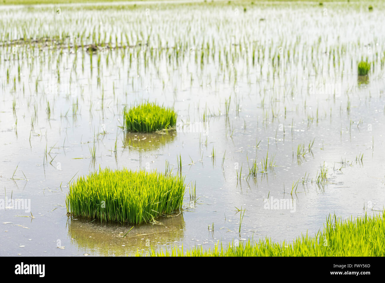 Paddy transplantation hi-res stock photography and images - Alamy