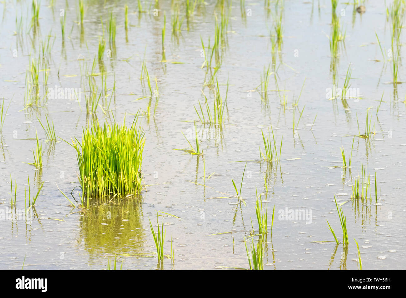 Paddy transplantation hi-res stock photography and images - Alamy
