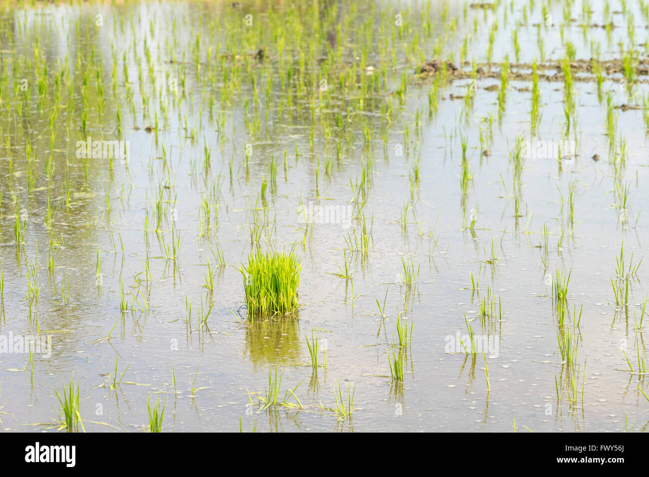 Rice transplantation hi-res stock photography and images - Alamy