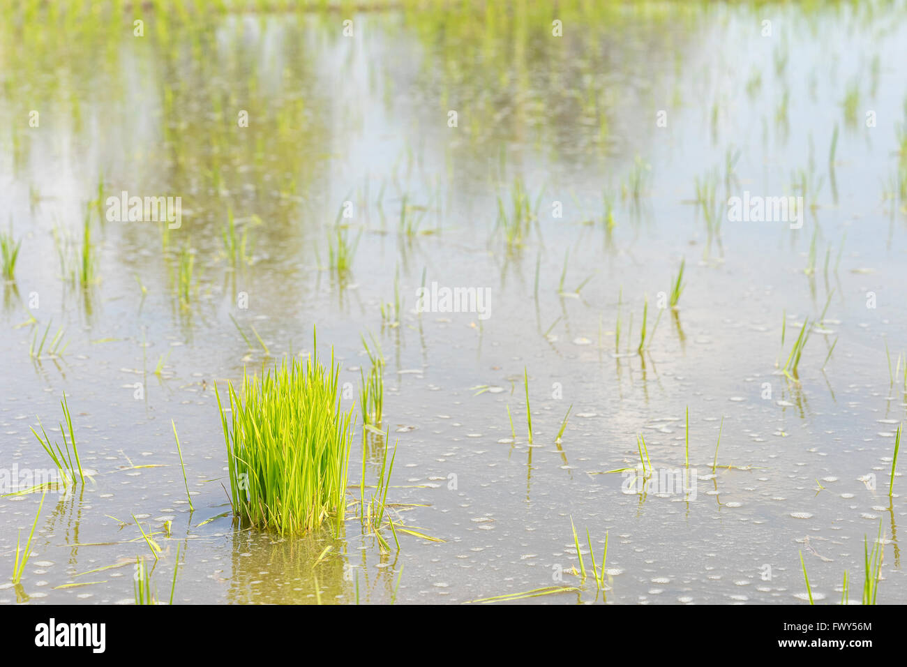 Paddy transplantation hi-res stock photography and images - Alamy