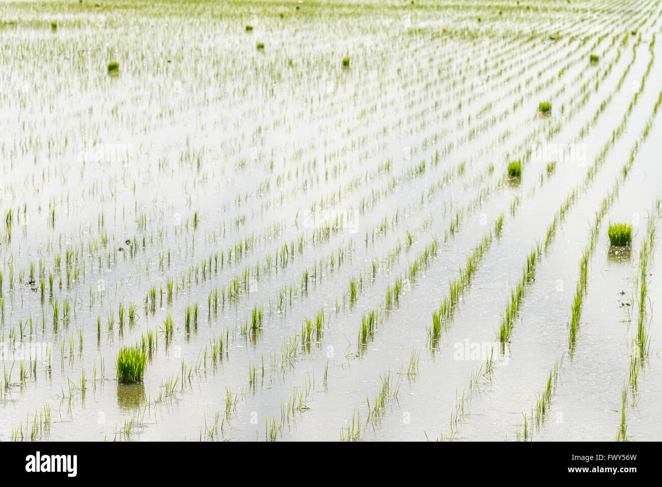 Paddy sprouts prepare for transplantation on paddy field Stock Photo ...