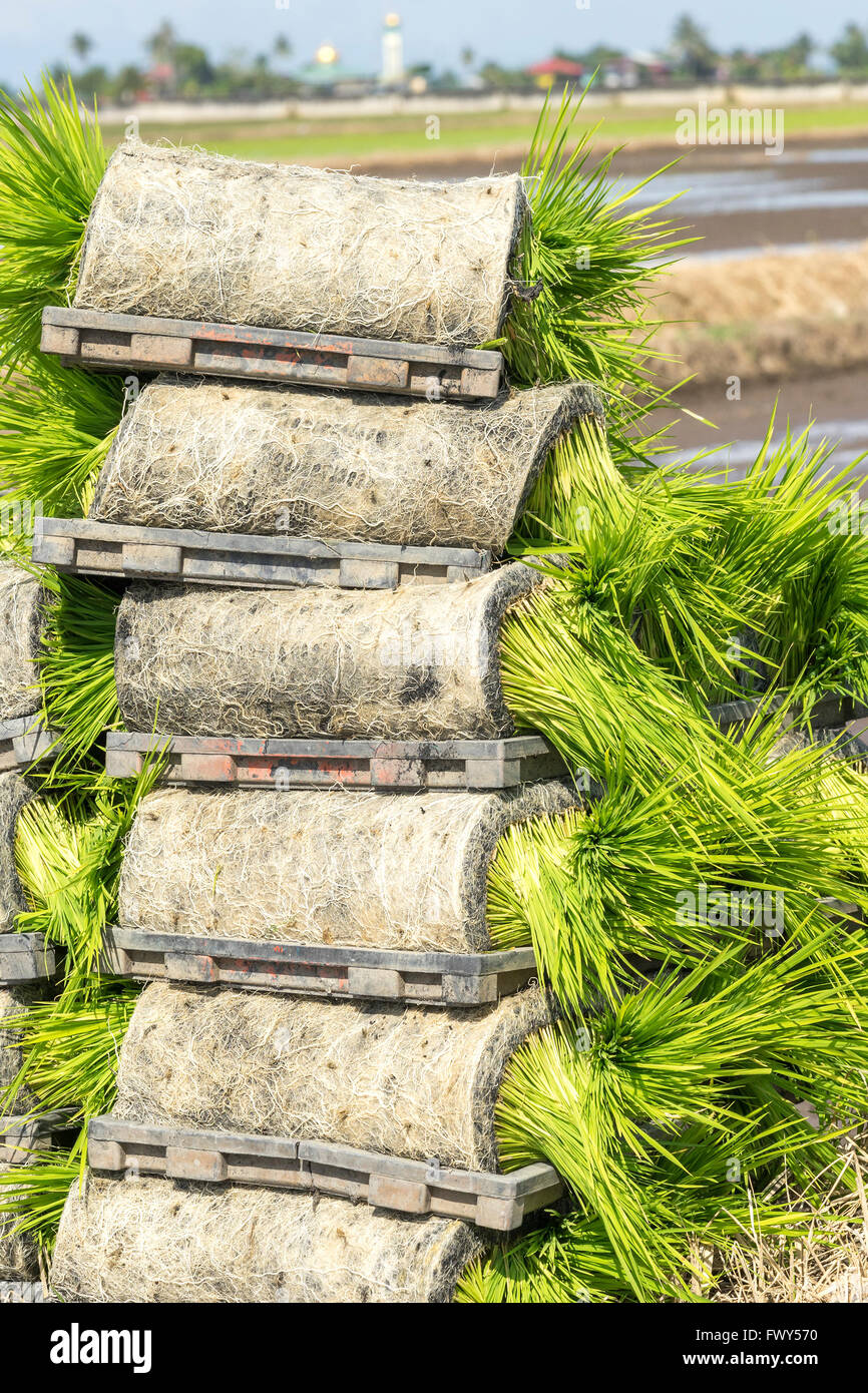 Paddy transplantation hi-res stock photography and images - Alamy