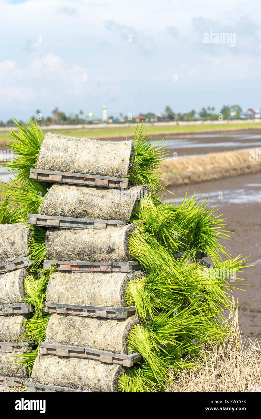 Paddy sprouts prepare for transplantation on paddy field Stock Photo ...