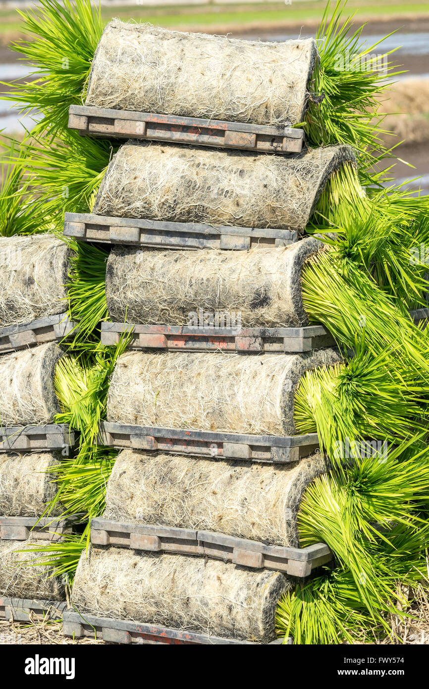 Rice transplantation hi-res stock photography and images - Alamy