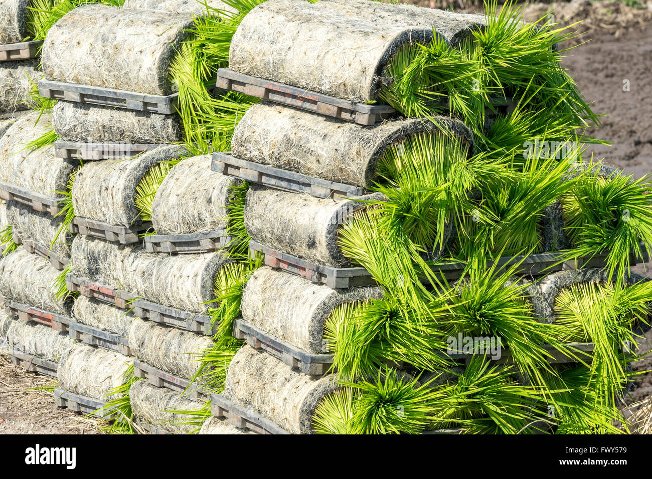 Paddy transplantation hi-res stock photography and images - Alamy