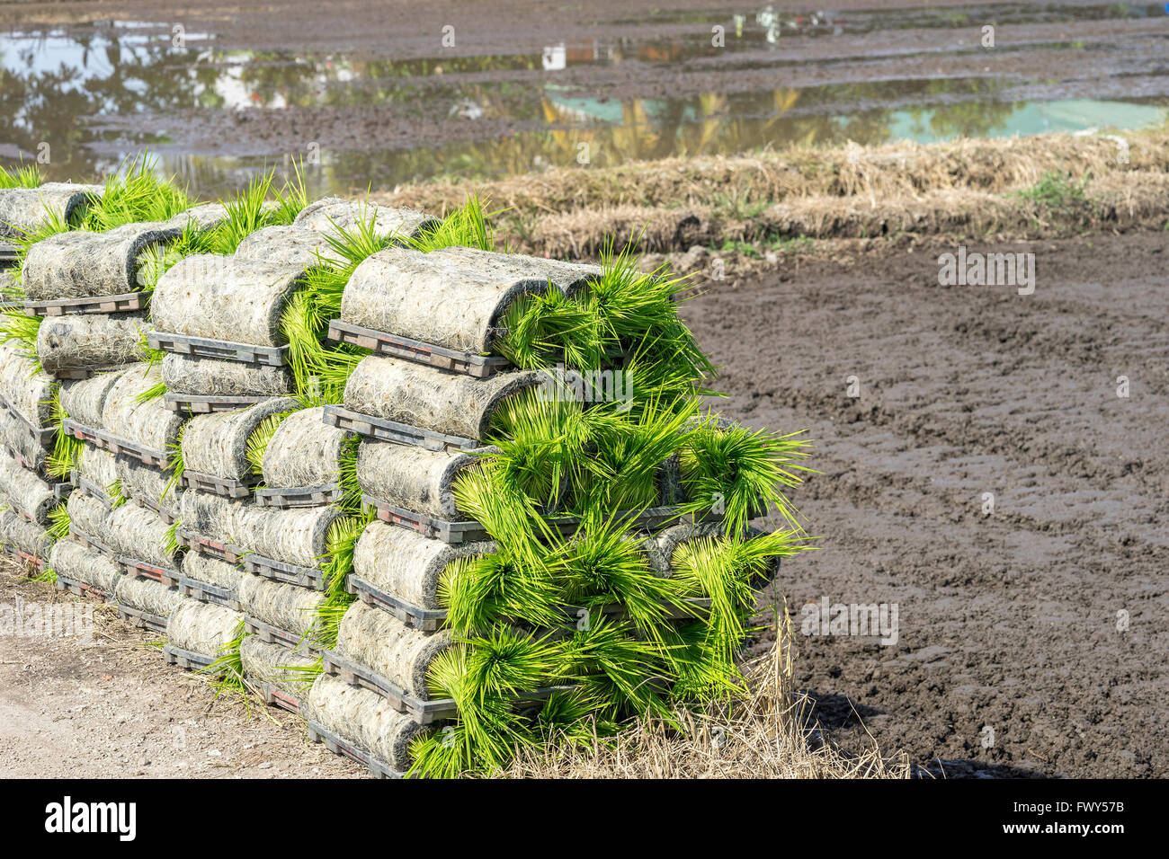 Paddy sprouts prepare for transplantation on paddy field Stock Photo ...