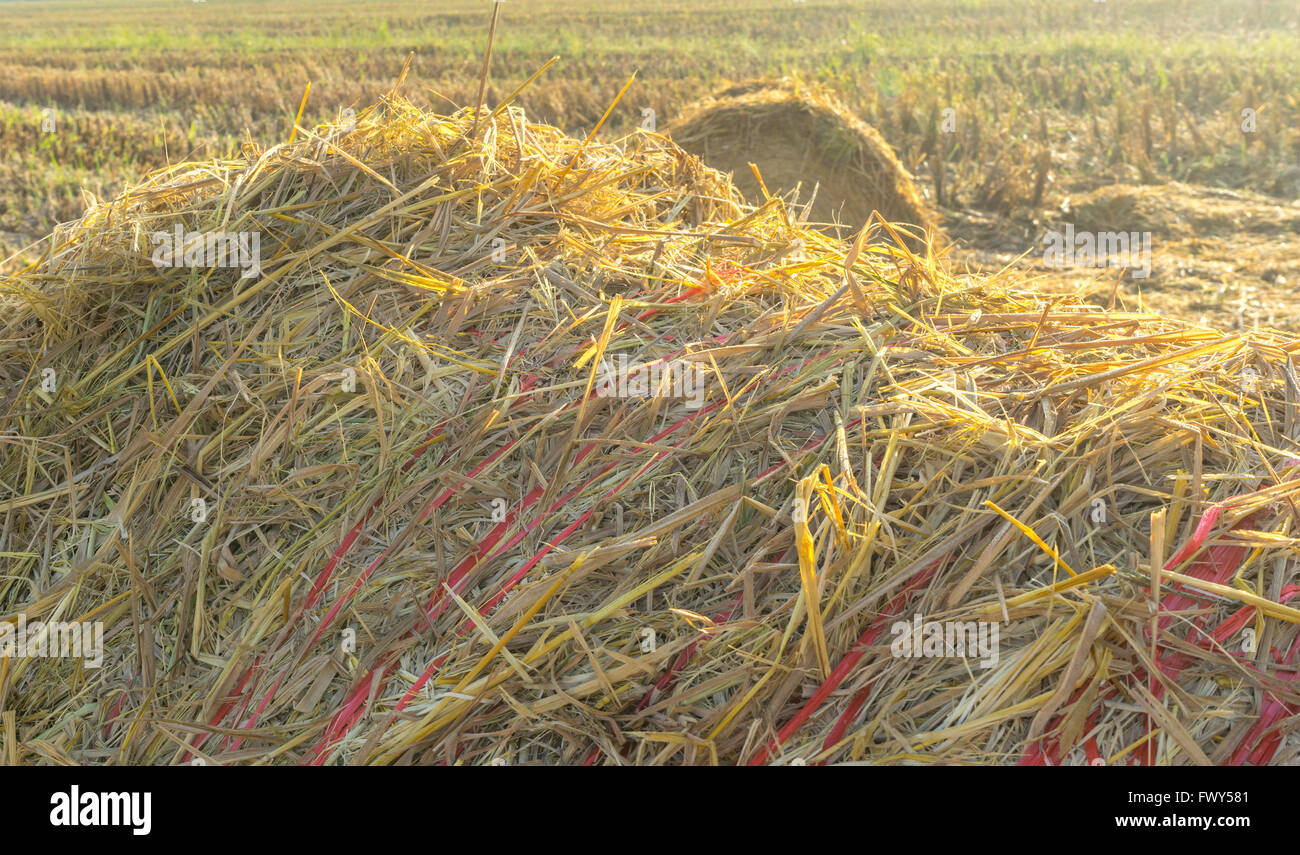 Paddy straw close up Stock Photo - Alamy