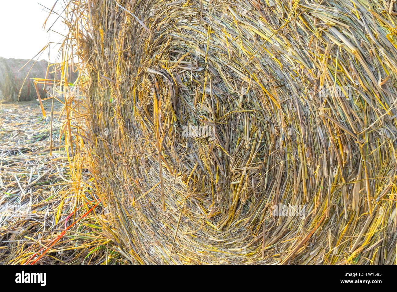 Paddy straw close up Stock Photo - Alamy