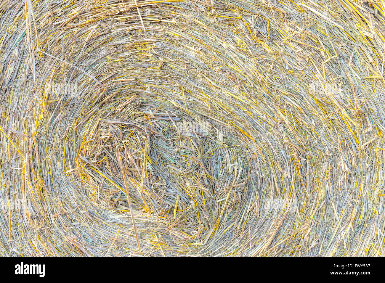 Paddy straw close up Stock Photo - Alamy