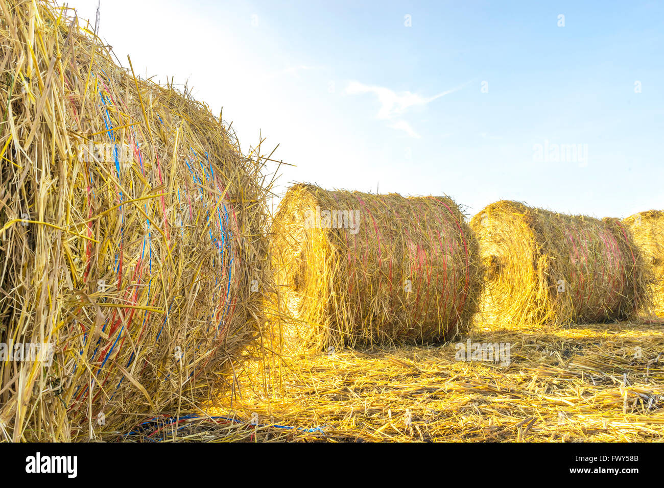 Rows of paddy straw with nature lighting Stock Photo - Alamy