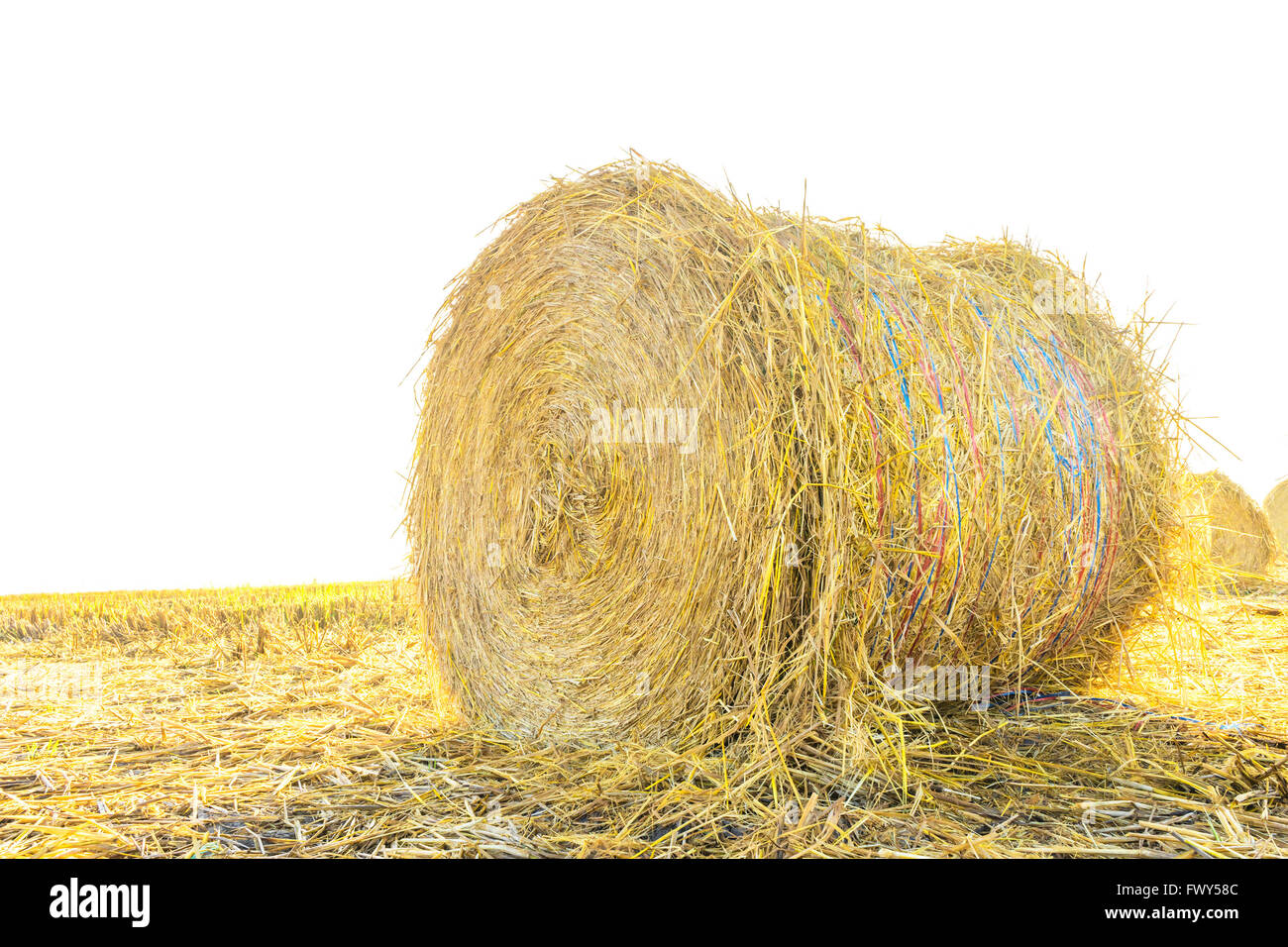 Rolls of paddy straw with natural lighting Stock Photo - Alamy