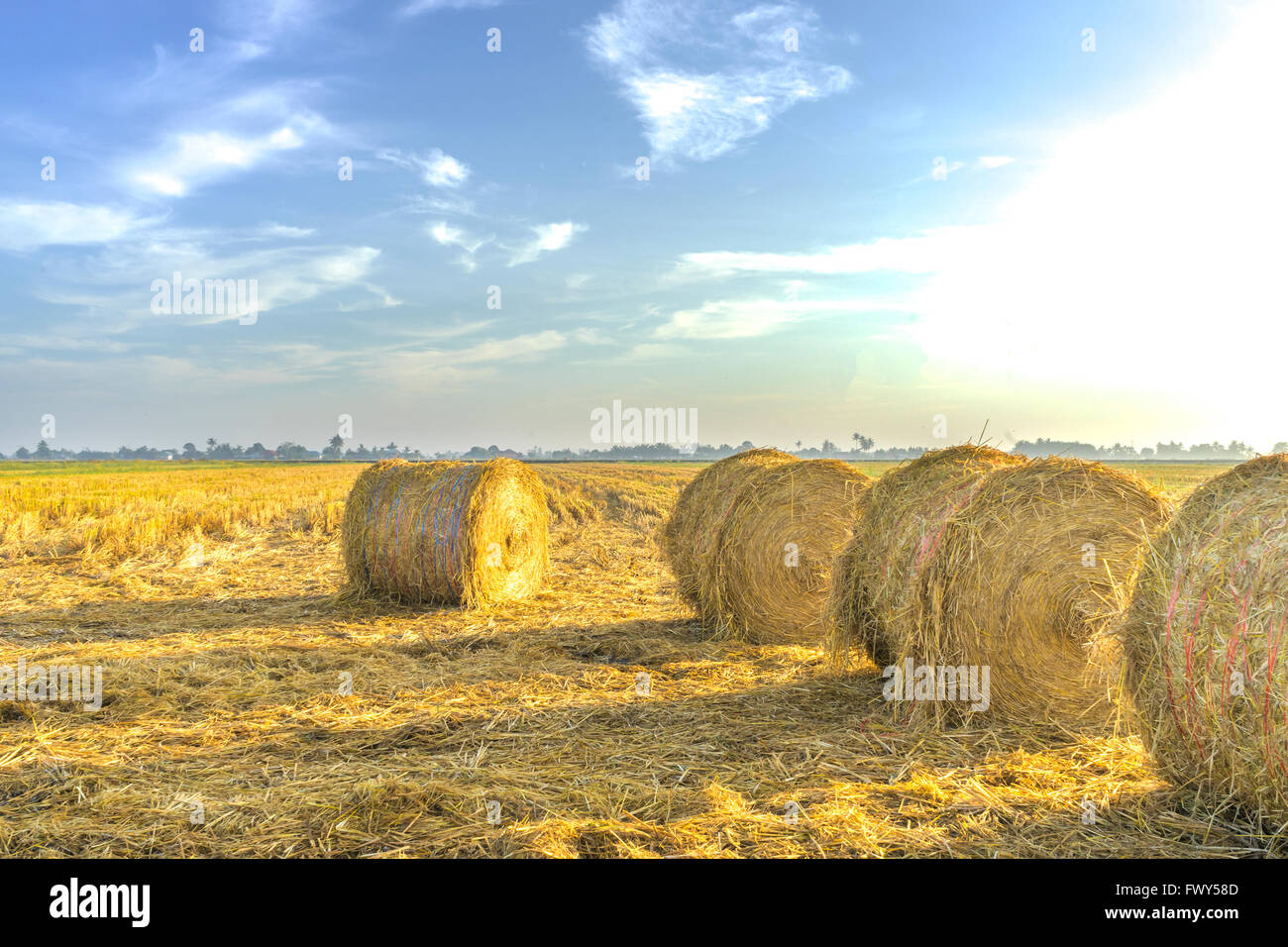Paddy straws hi-res stock photography and images - Alamy