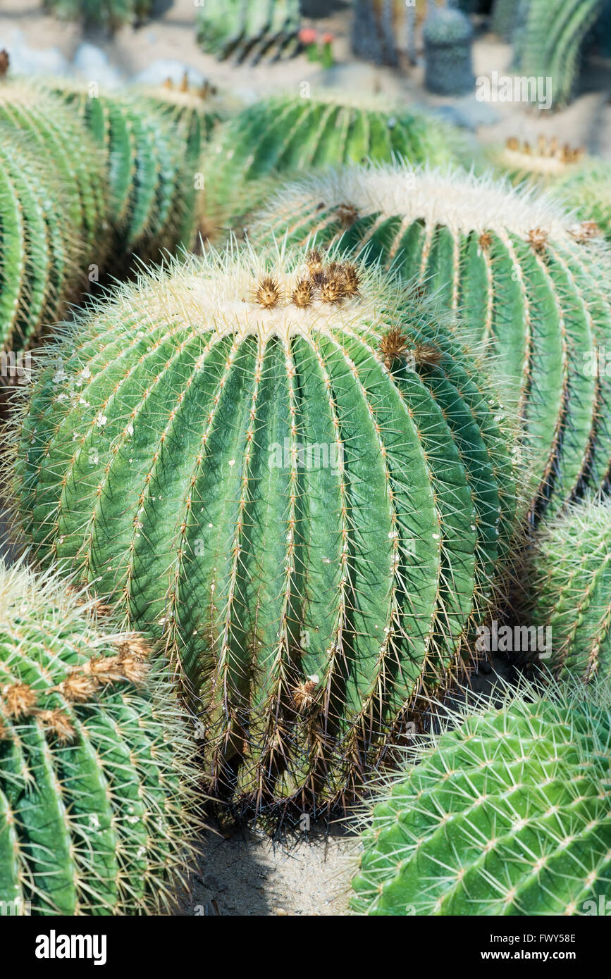 cactus close up Stock Photo - Alamy