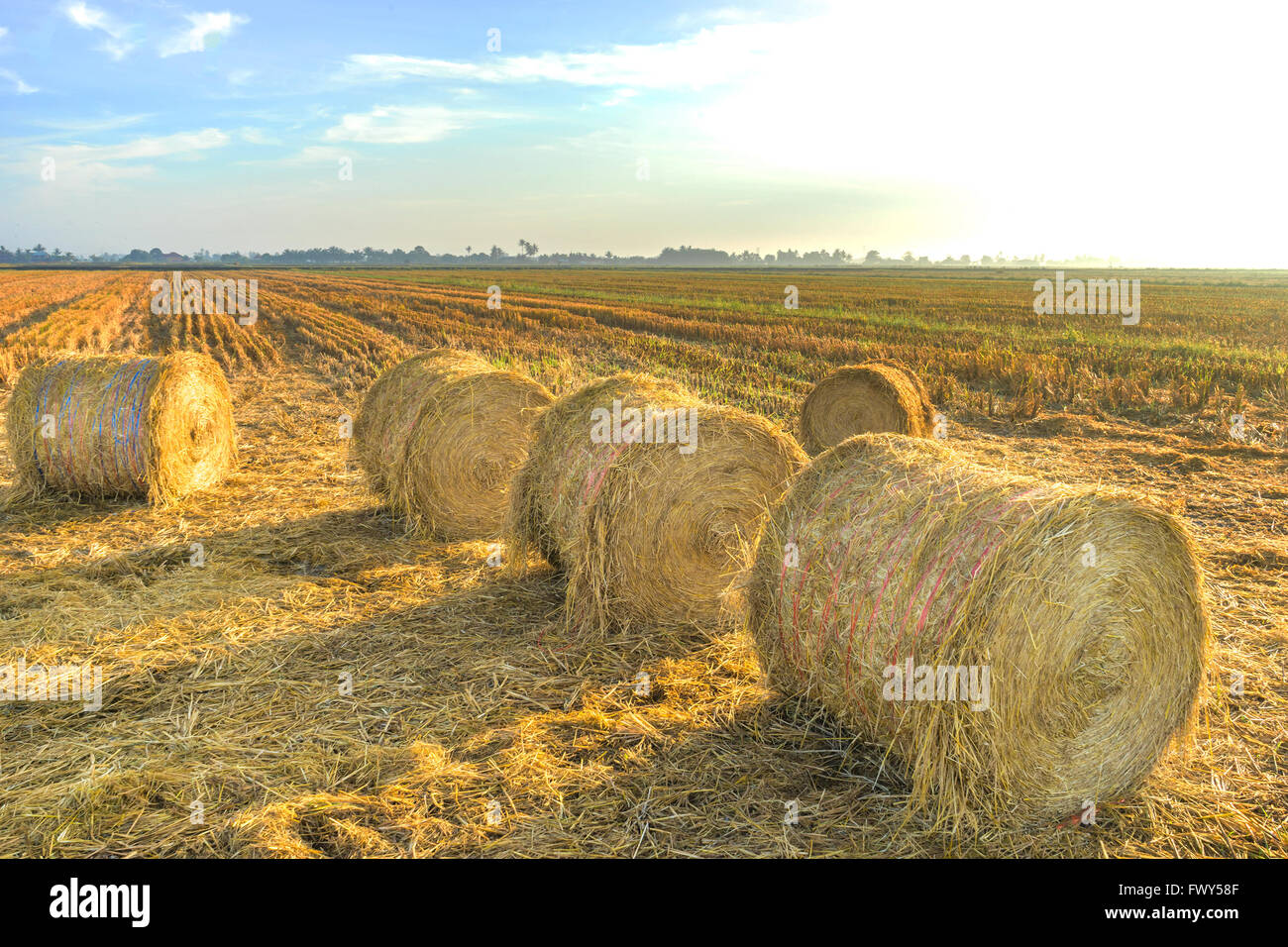 Rolls of paddy straw with natural lighting Stock Photo - Alamy
