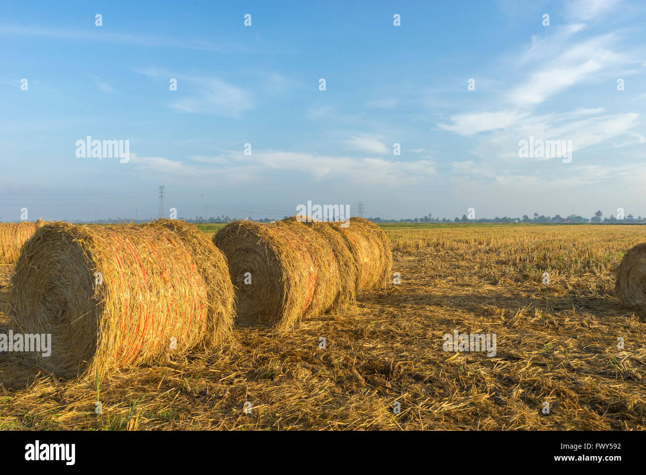Rolls of paddy straw with natural lighting Stock Photo - Alamy