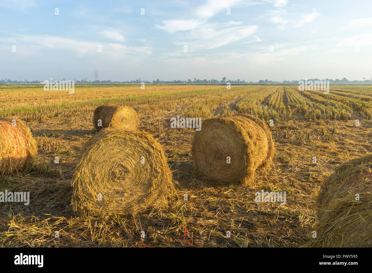 Rolls of paddy straw with natural lighting Stock Photo - Alamy