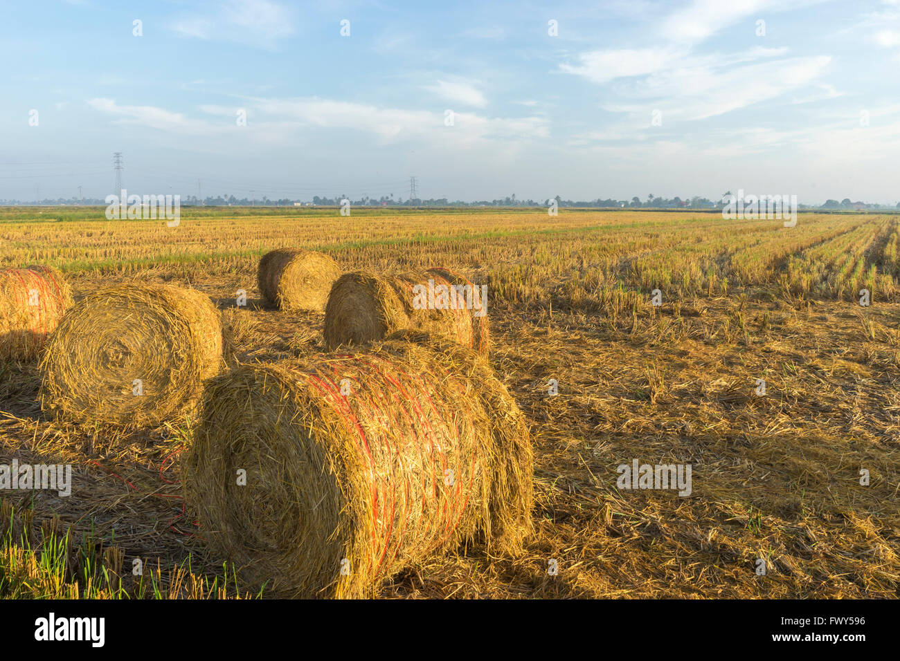 Paddy straws hi-res stock photography and images - Alamy