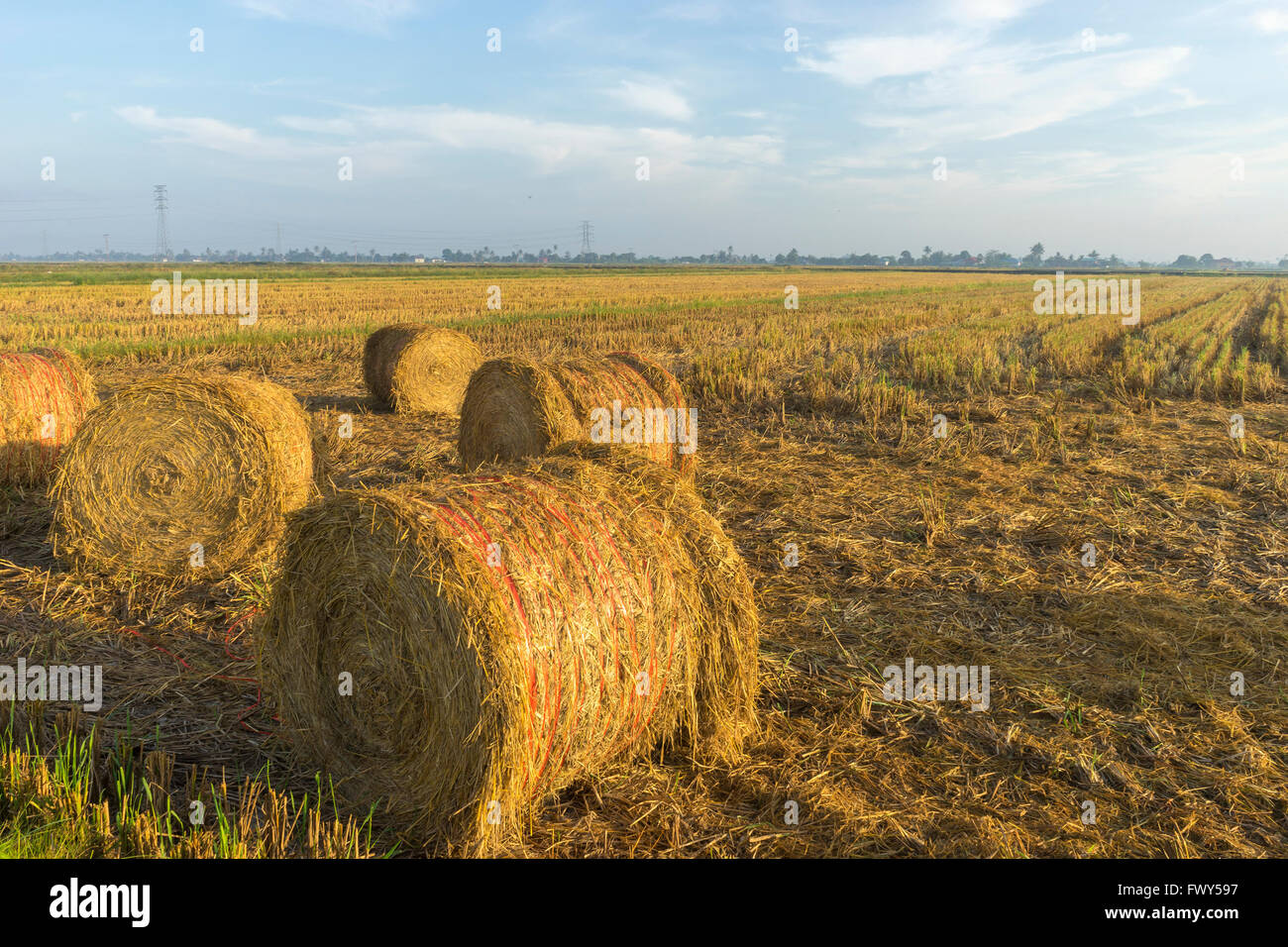 Rolls of paddy straw with natural lighting Stock Photo - Alamy