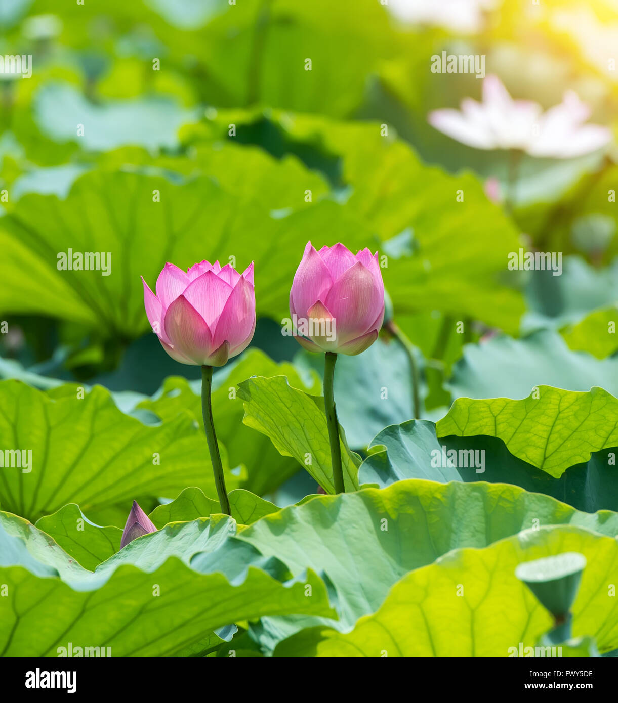 Lotus flower and Lotus flower plants Stock Photo - Alamy