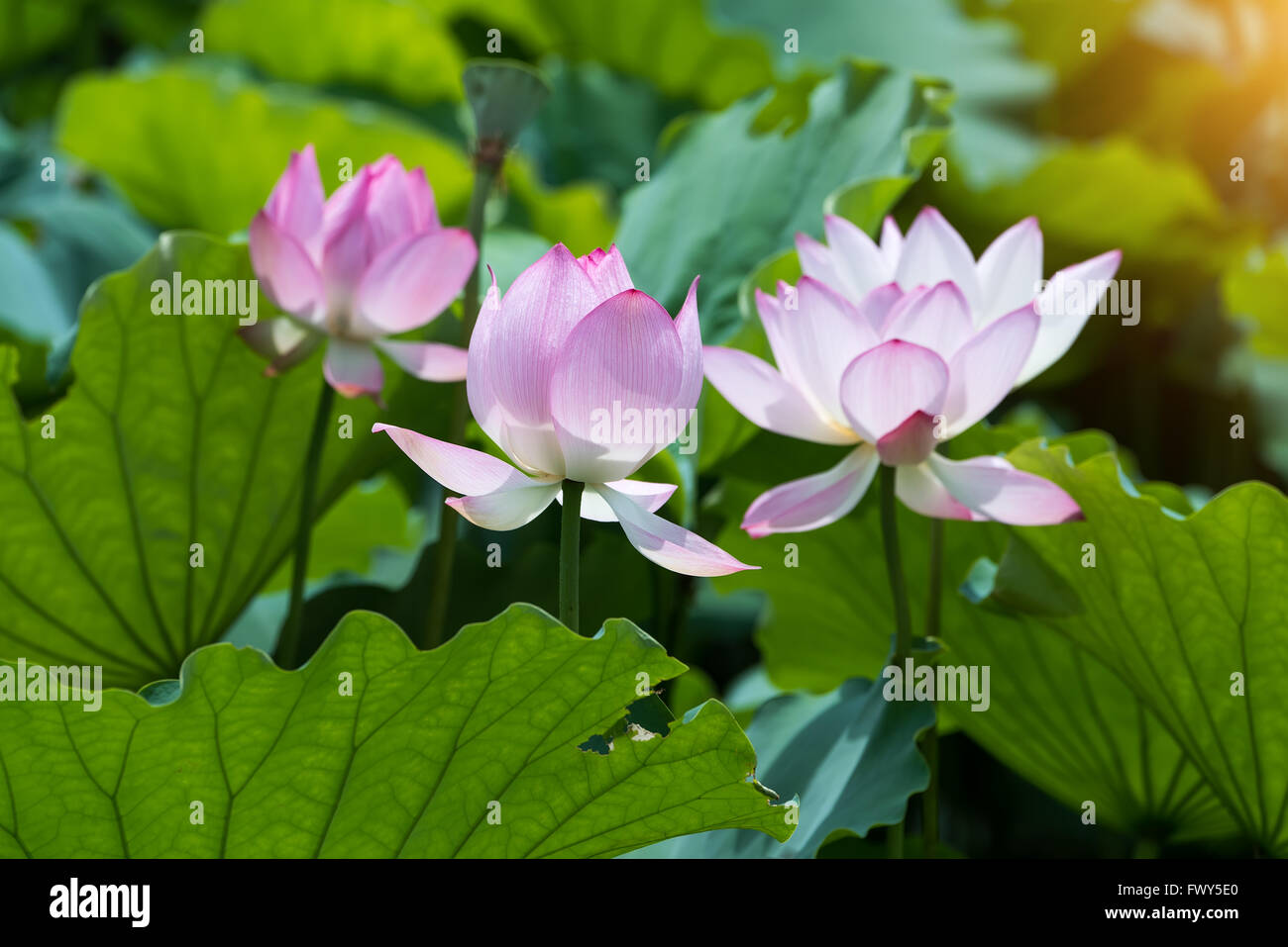 Lotus flower and Lotus flower plants Stock Photo - Alamy