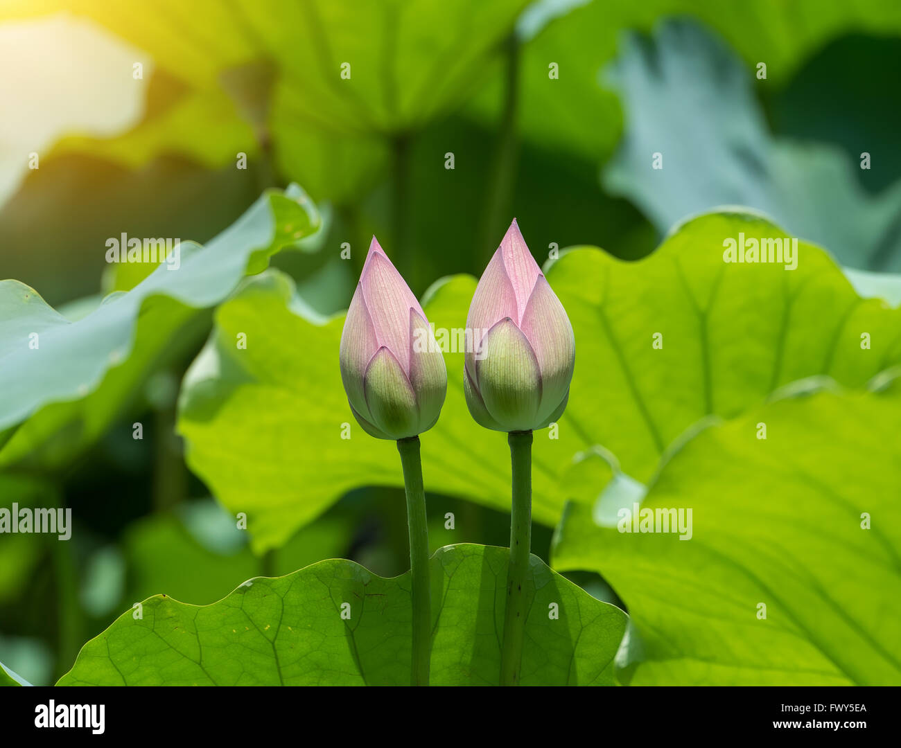 Lotus flower and Lotus flower plants Stock Photo - Alamy