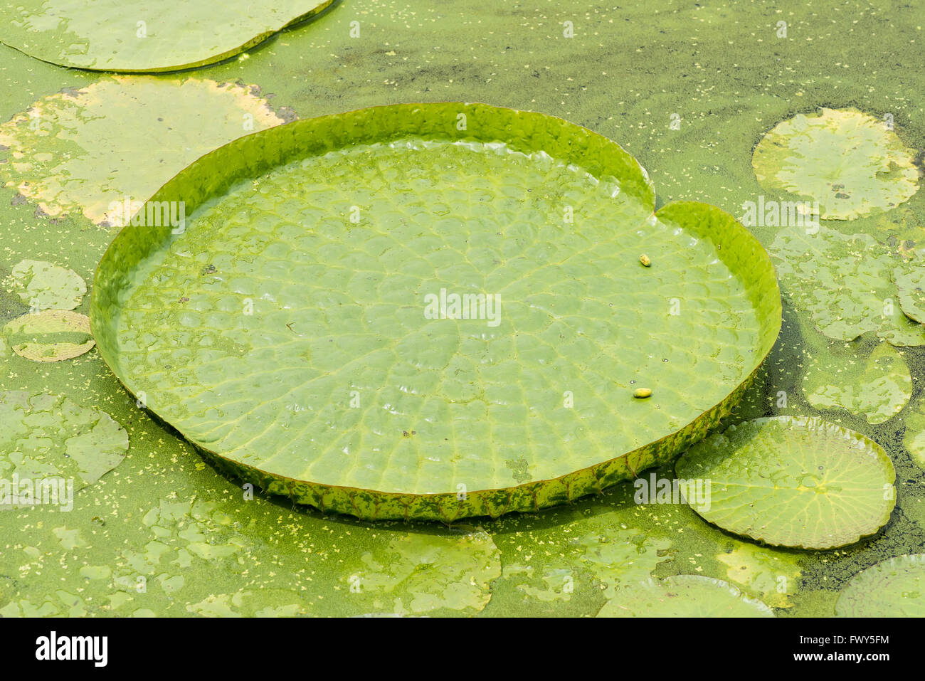 Huge floating lotus,Giant Amazon water lily,Victoria amazonia Stock ...