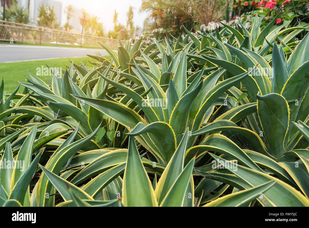 Sharp pointed agave plant leaves Stock Photo - Alamy