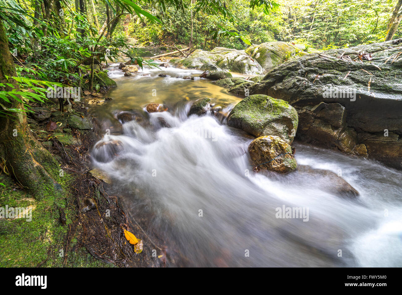 Natural flow of water stream at tropical forest Stock Photo - Alamy