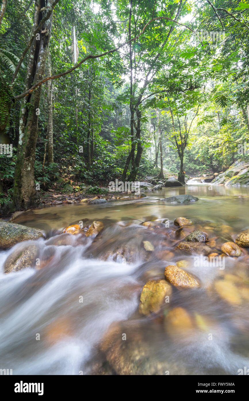 Natural flow of water stream at tropical forest Stock Photo - Alamy