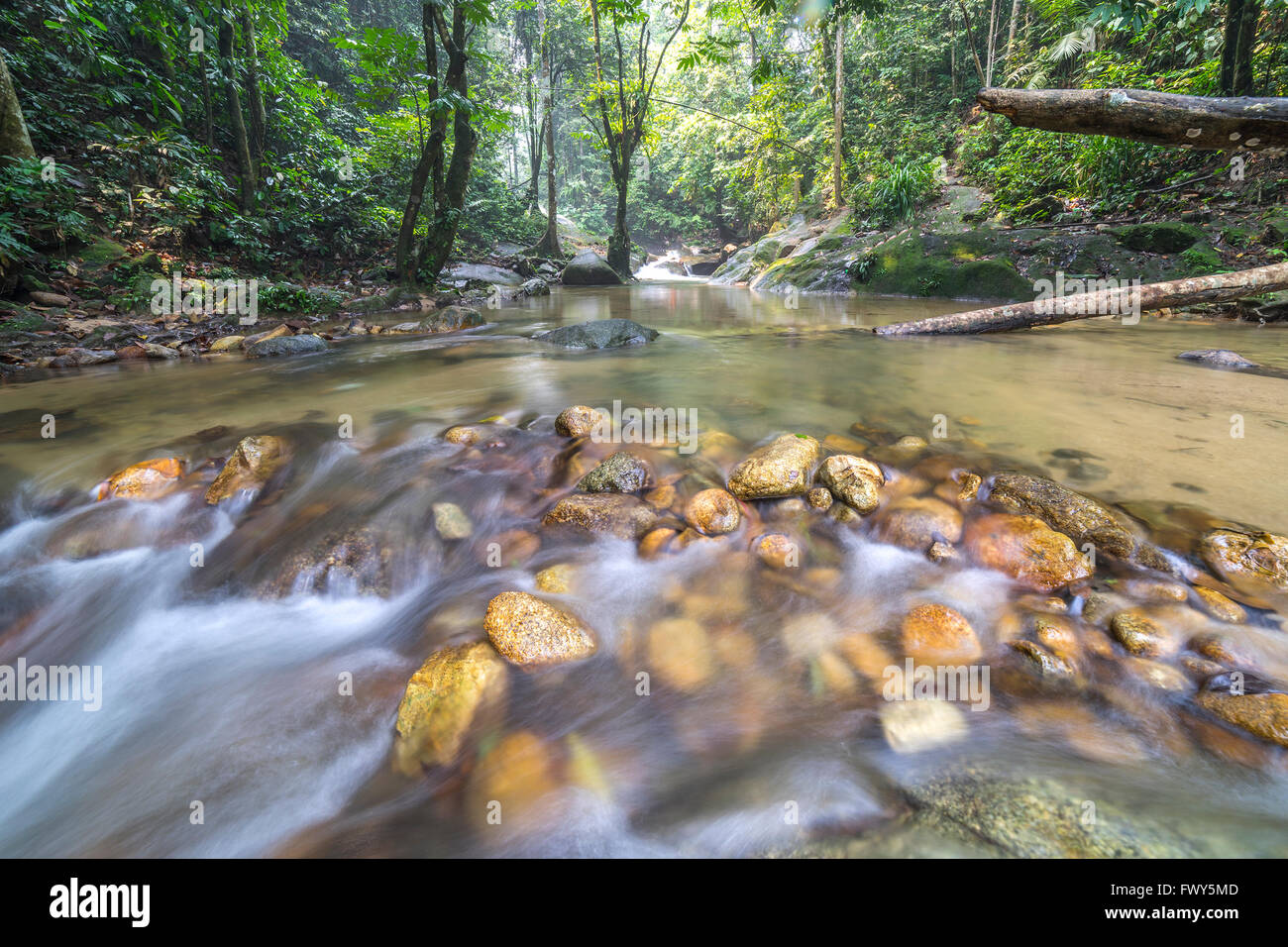 Natural flow of water stream at tropical forest Stock Photo - Alamy
