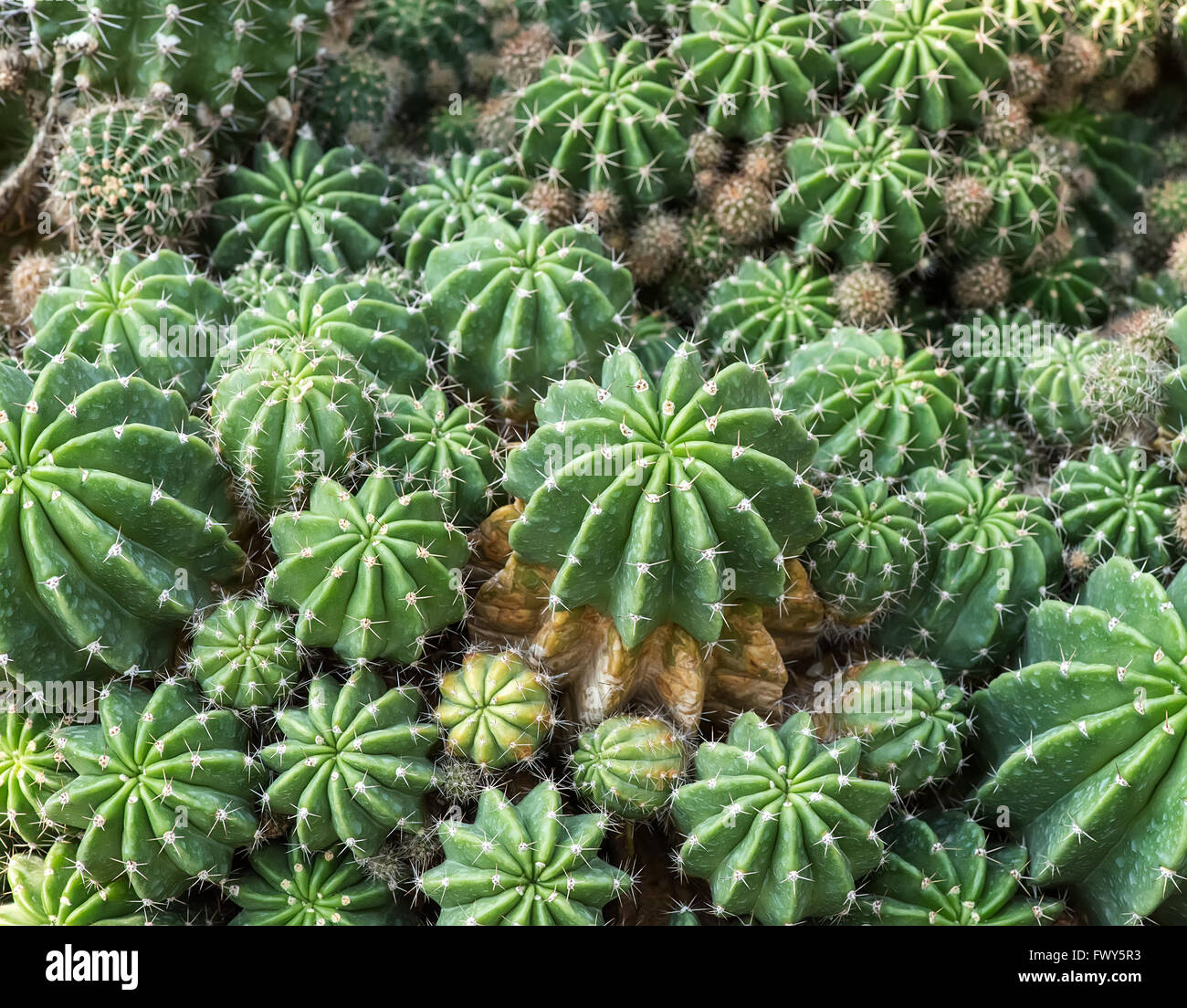cactus close up Stock Photo - Alamy
