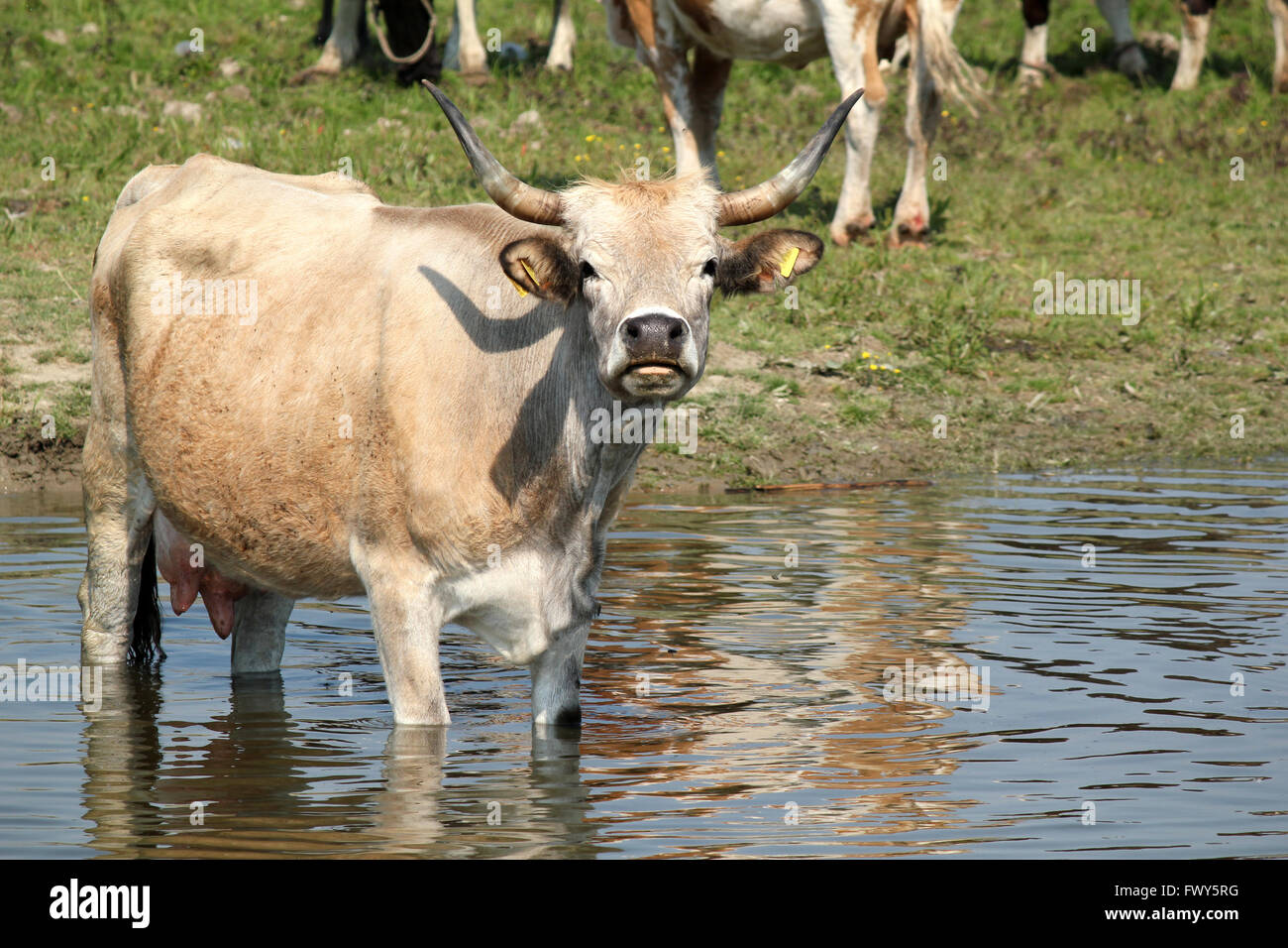 cow standing in water Stock Photo - Alamy