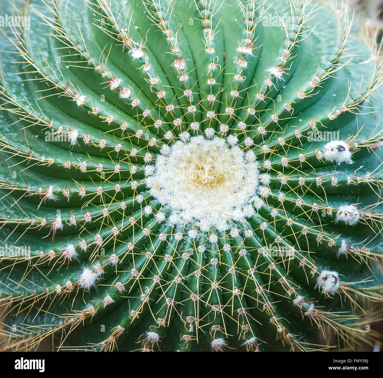 cactus close up Stock Photo - Alamy