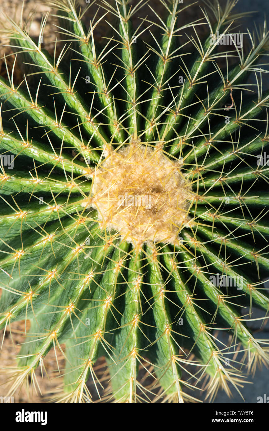 cactus close up Stock Photo - Alamy