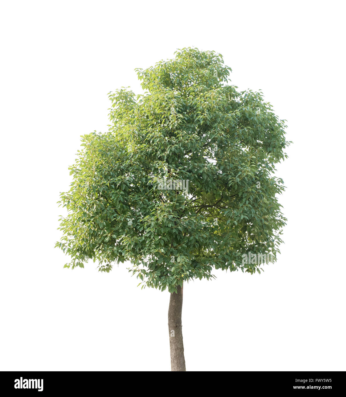 Plant and tree hi-res stock photography and images - Alamy