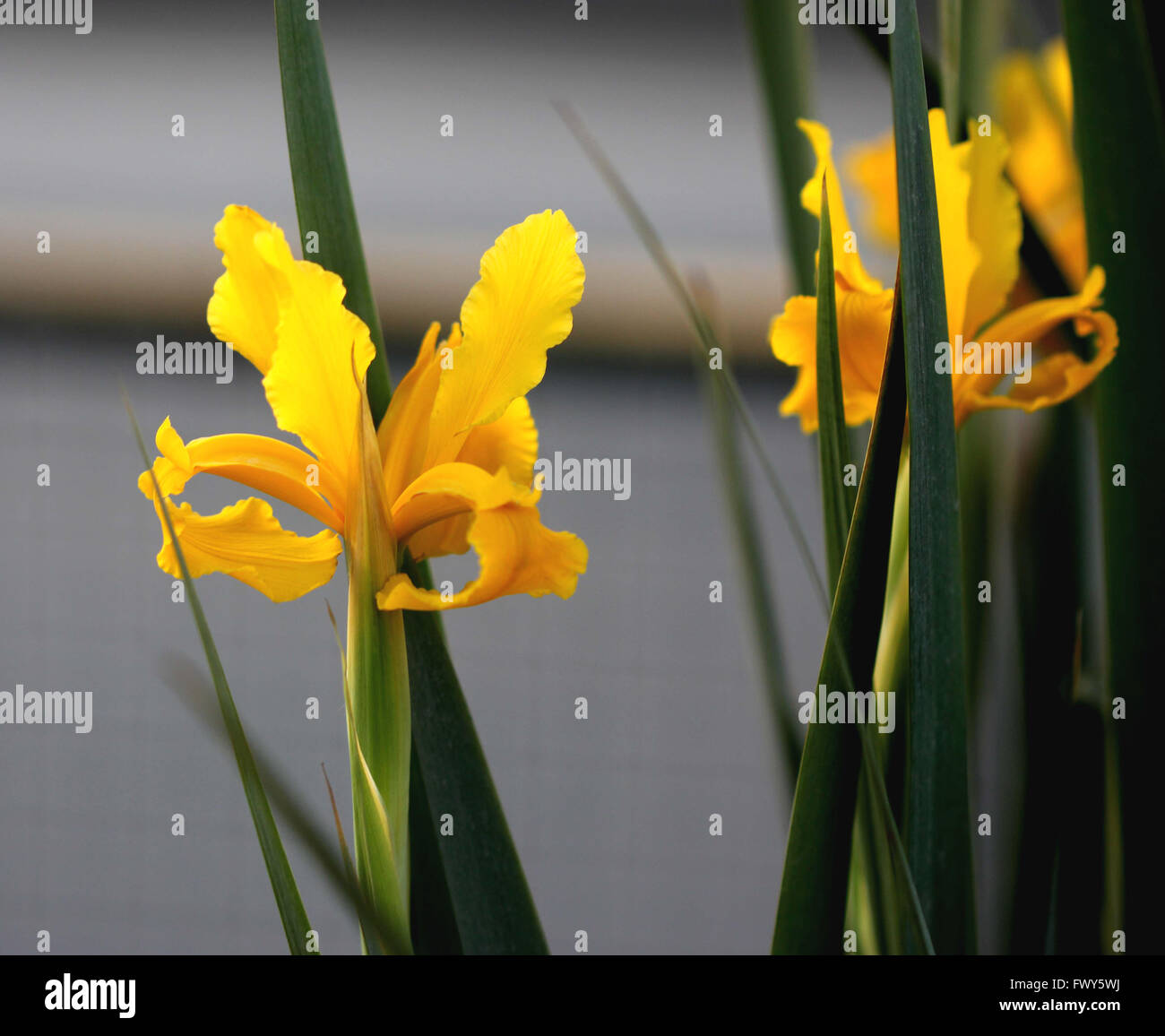 Iris crocea, Golden Iris, Golden Flag, rhizomatous tall perennial herb ...