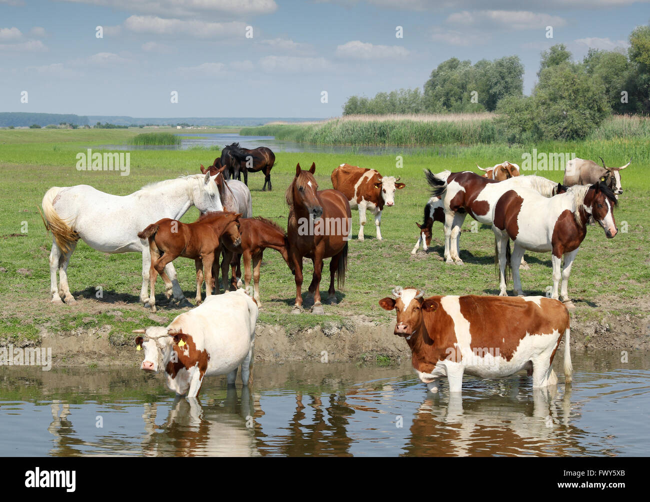 farm animals on river Stock Photo - Alamy