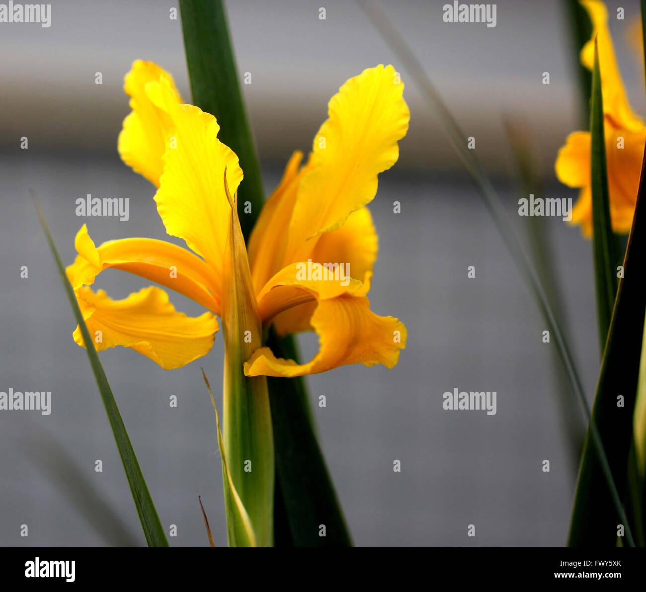 Iris crocea, Golden Iris, Golden Flag, rhizomatous tall perennial herb ...