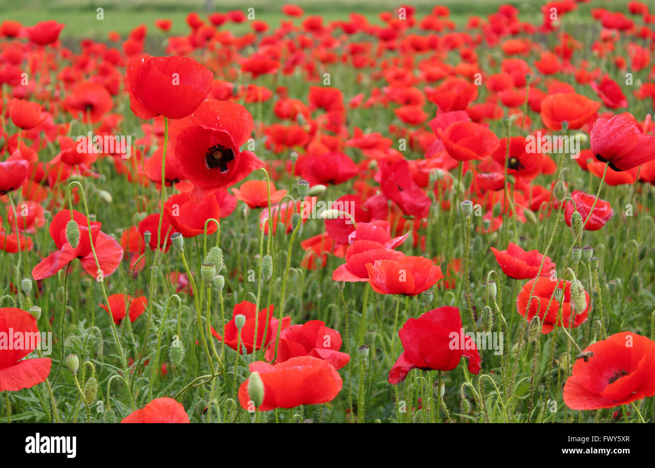 red poppy flowers Stock Photo - Alamy