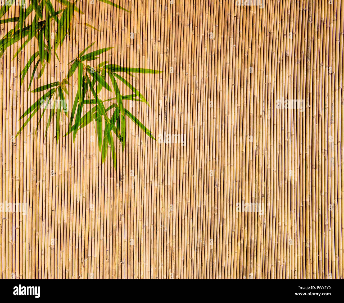 bamboo Background great for any project. frame of bamboo-leaves ...