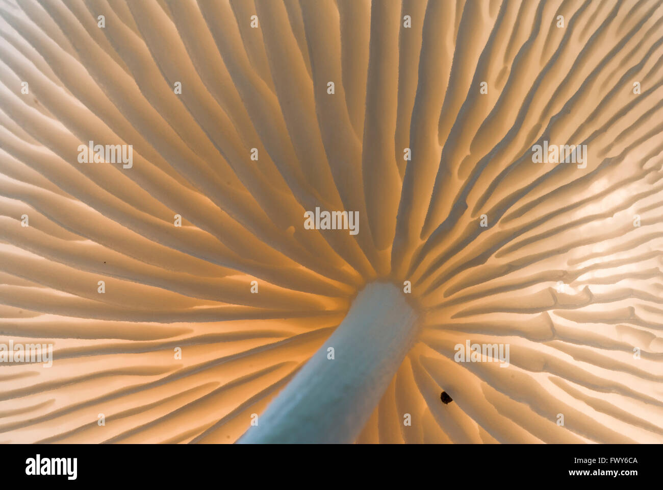 Mushroom bloom hi-res stock photography and images - Alamy