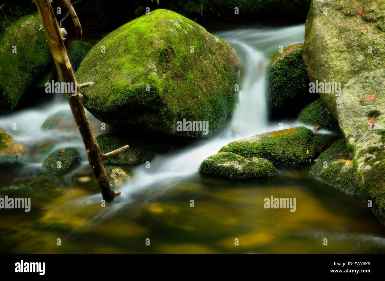 Rivulet detail with big mossy stones and branch Stock Photo - Alamy